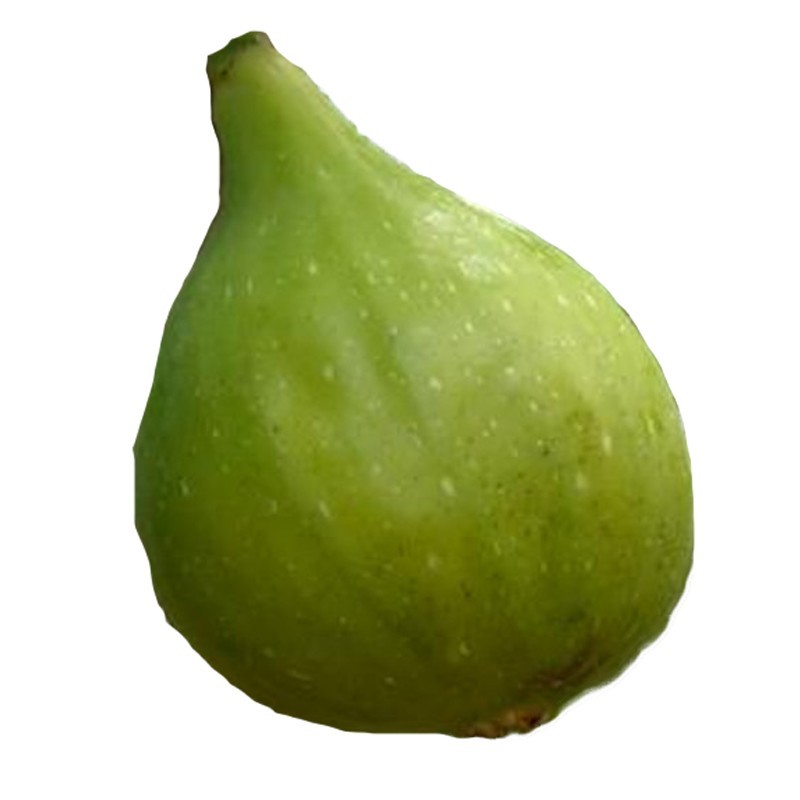 Acquista online Pianta di Fico Verdino (Ficus carica) in fitocella ...
