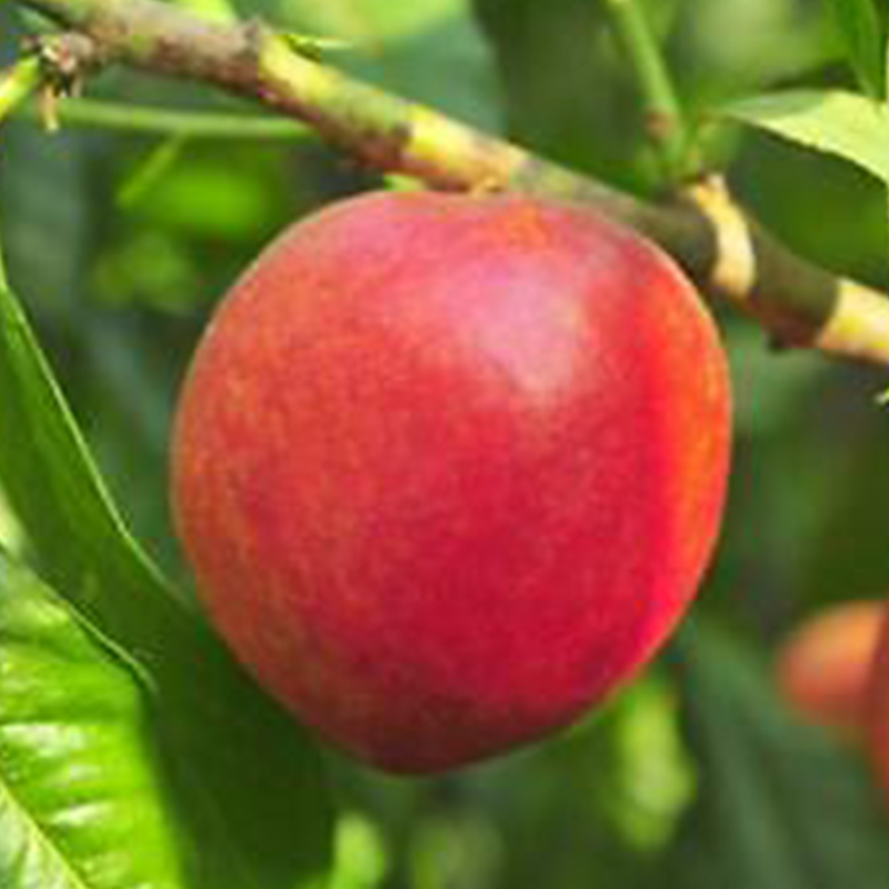 Acquista online Vendita online pianta di pesco Indipendence - Piante di ...