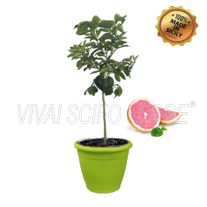 Acquista online Pianta di Pompelmo Rosa in Vaso verde anice da 40 cm ...