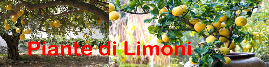 Piante di Limoni - ScifoStore